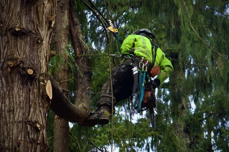 Tree Services in Snohomish & King County | K&J Tree Works